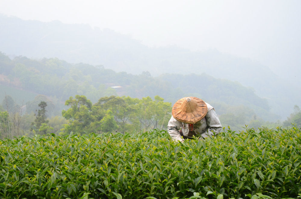 Home page– Terroir Tea Merchant
