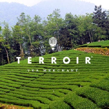 Our story– Terroir Tea Merchant